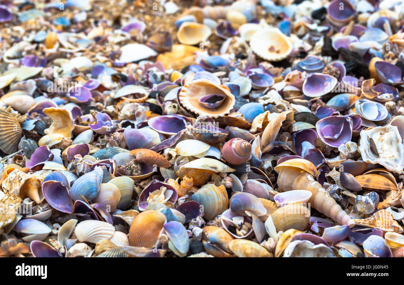 waves of sea shells floating on the beach Stock Photo - Alamy