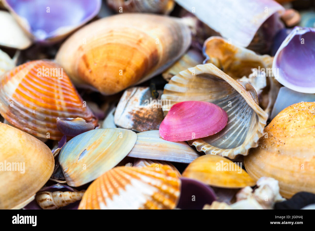 waves of sea shells floating on the beach Stock Photo - Alamy