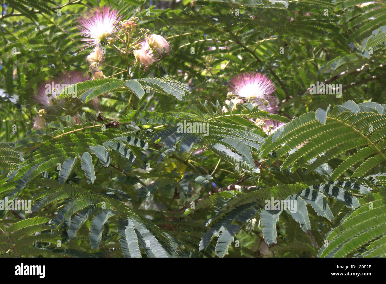 Albizia julibrissin mimosa hi-res stock photography and images - Alamy