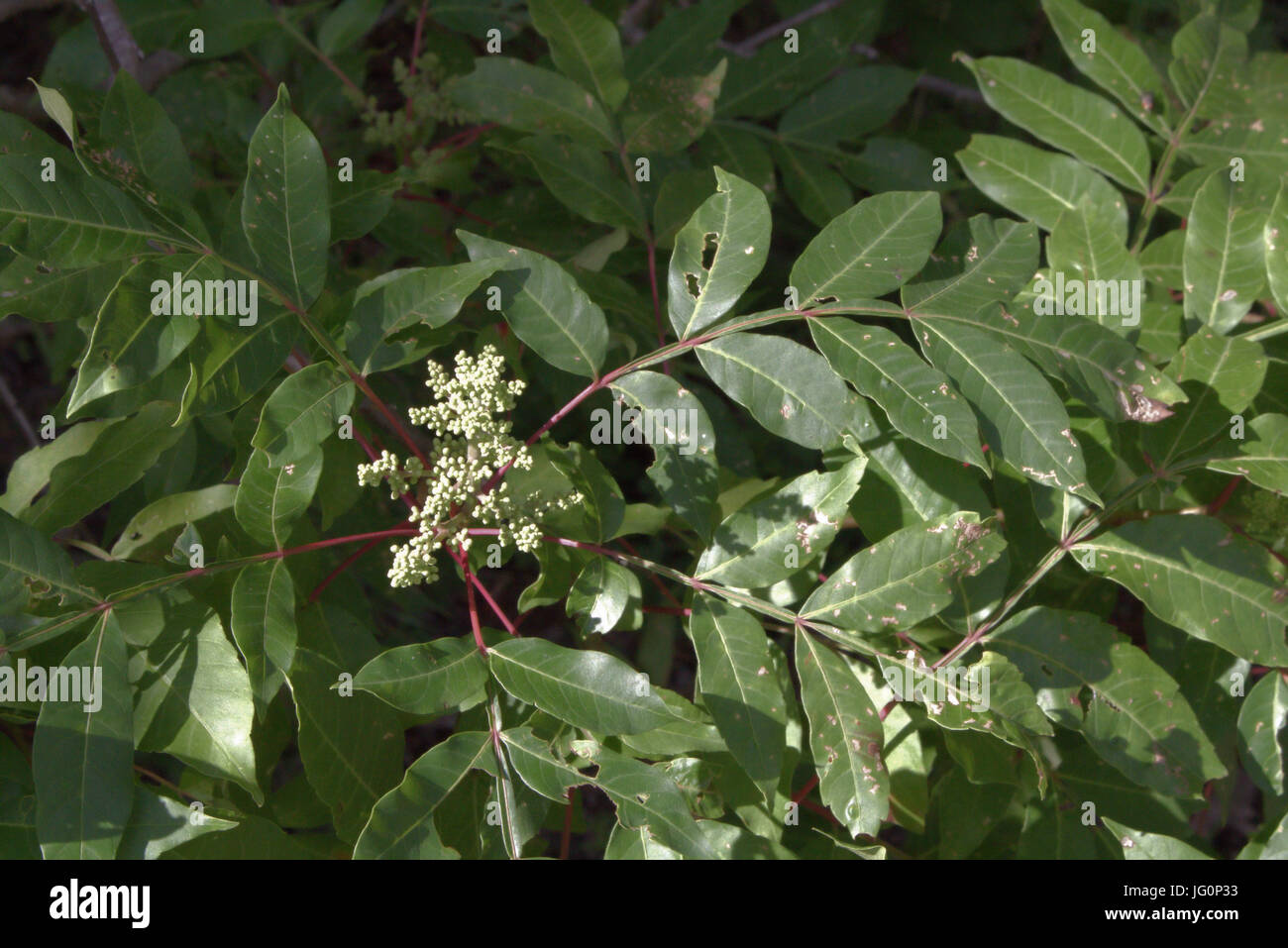 Rhus copallinum - Winged sumac Stock Photo - Alamy