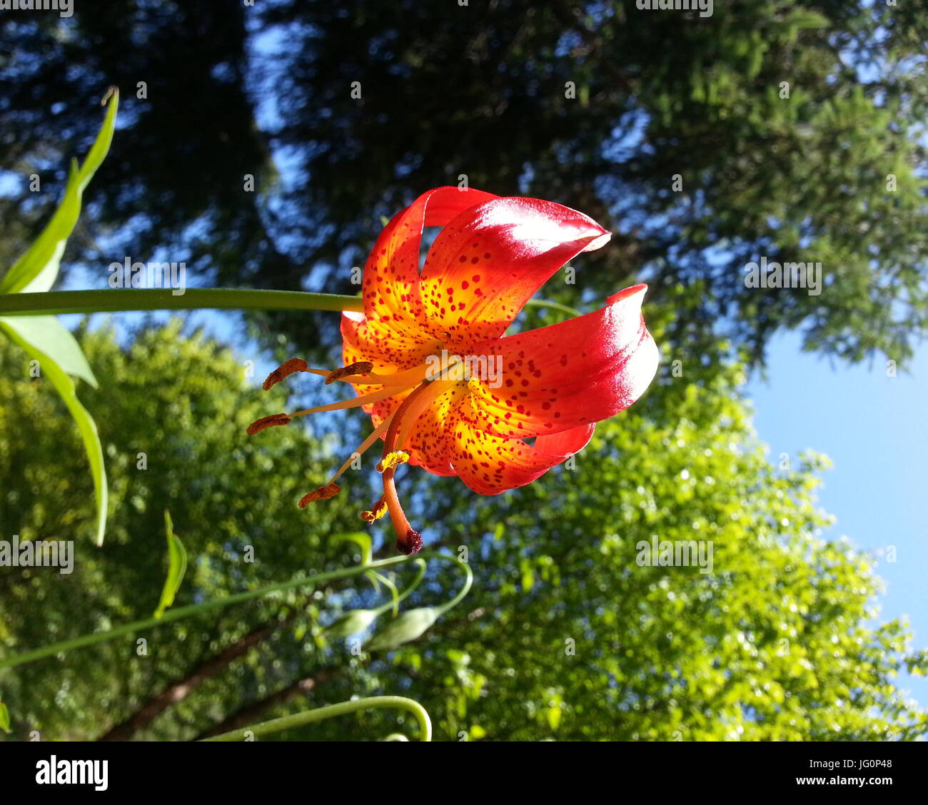 Upside down lily hi-res stock photography and images - Alamy