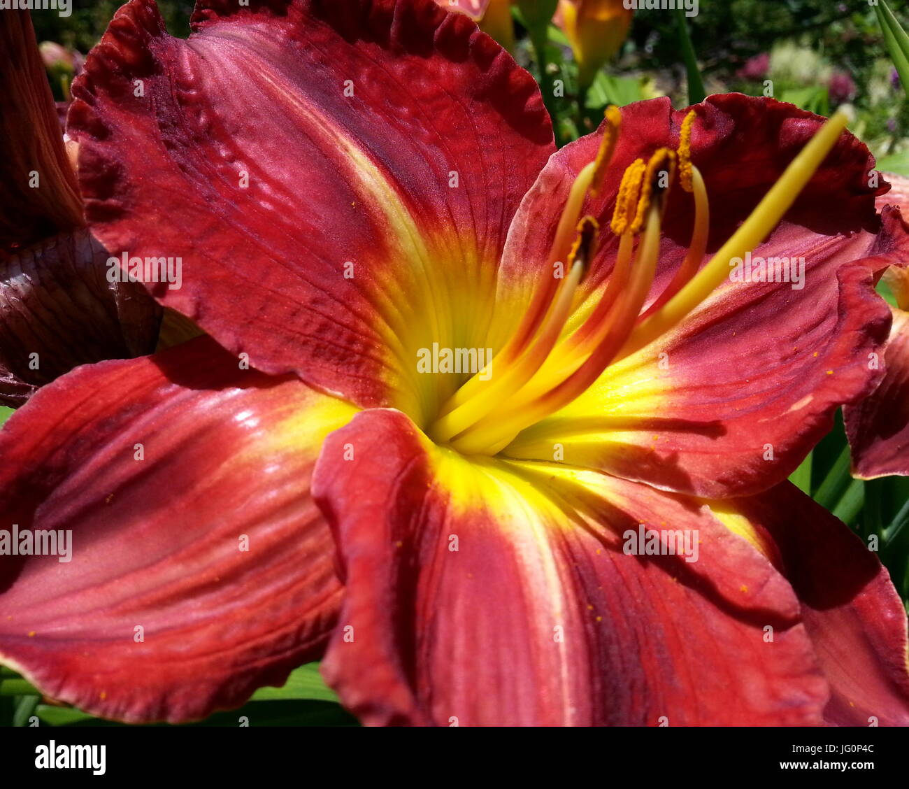 Red lily hi-res stock photography and images - Alamy