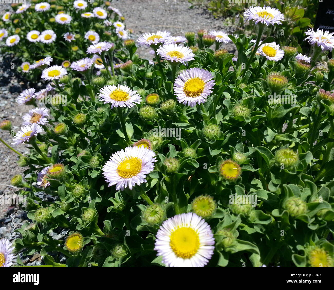 Seaside daisy hi-res stock photography and images - Alamy