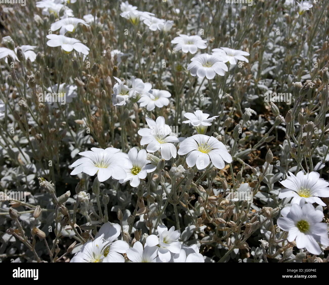 Summer in the northwest hi-res stock photography and images - Alamy