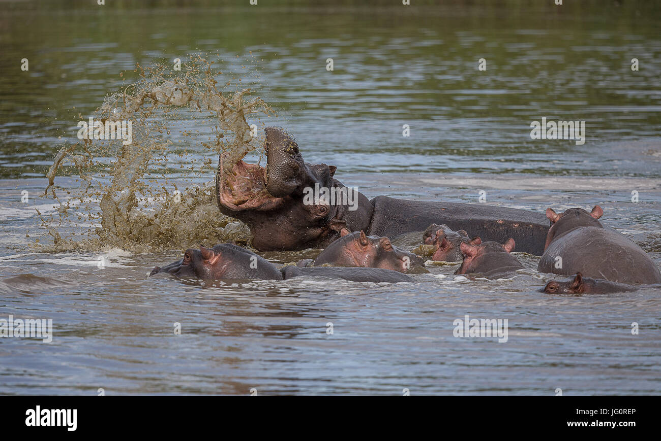 Hippo Mother protecting Babies Stock Photo - Alamy