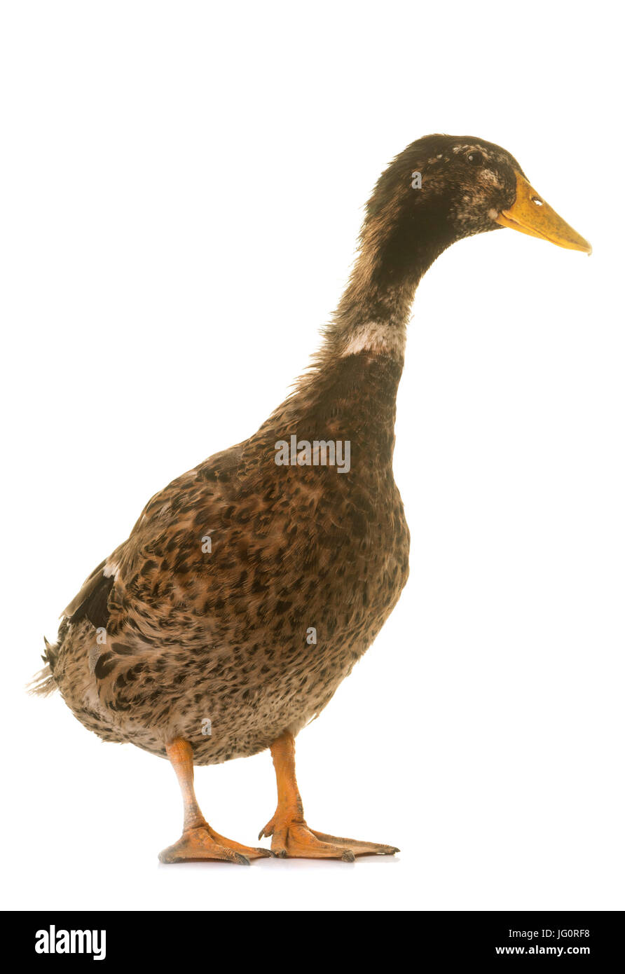 rouen duck in front of white background Stock Photo - Alamy