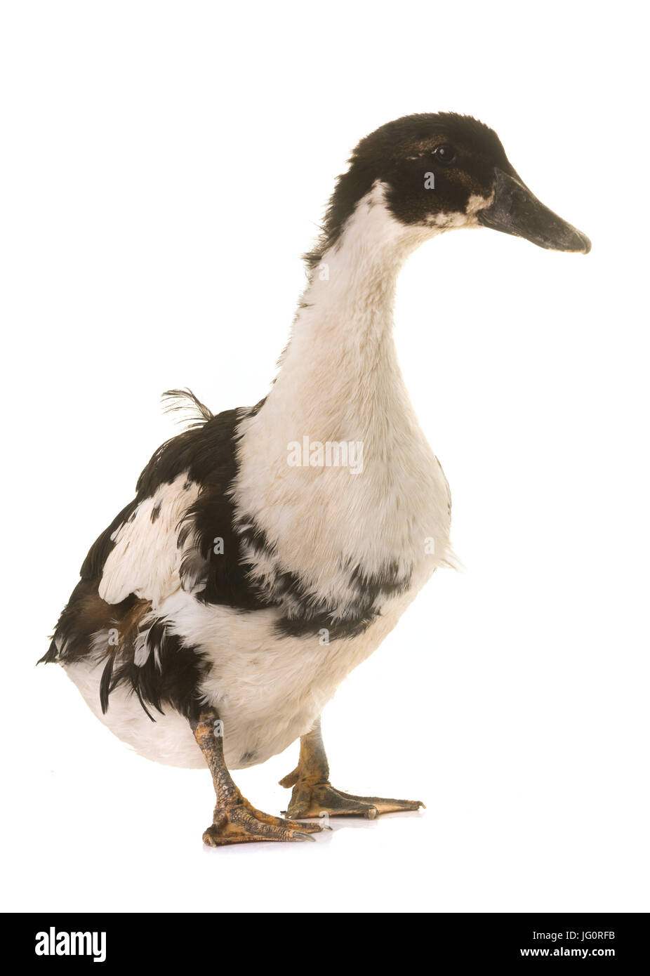 mulard duck in front of white background Stock Photo - Alamy
