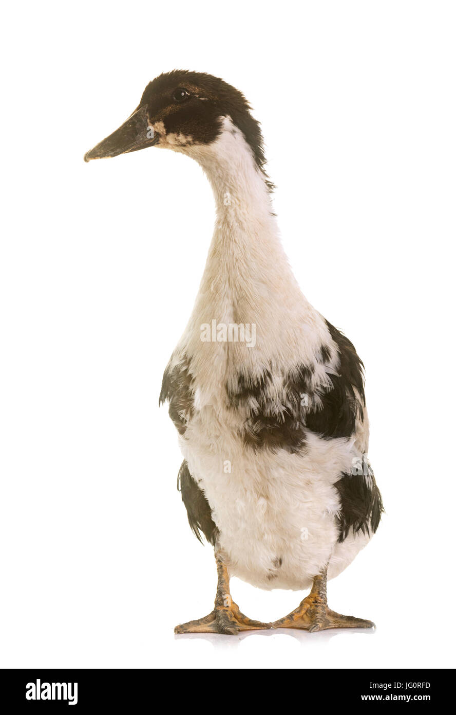 mulard duck in front of white background Stock Photo - Alamy