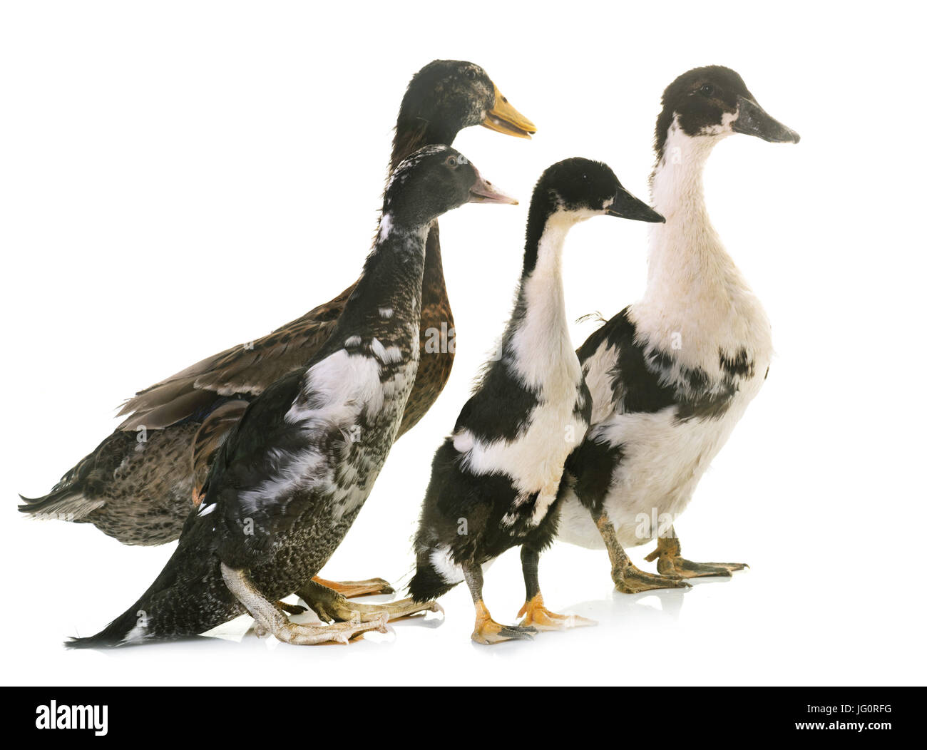 mulard and rouen ducks in front of white background Stock Photo - Alamy