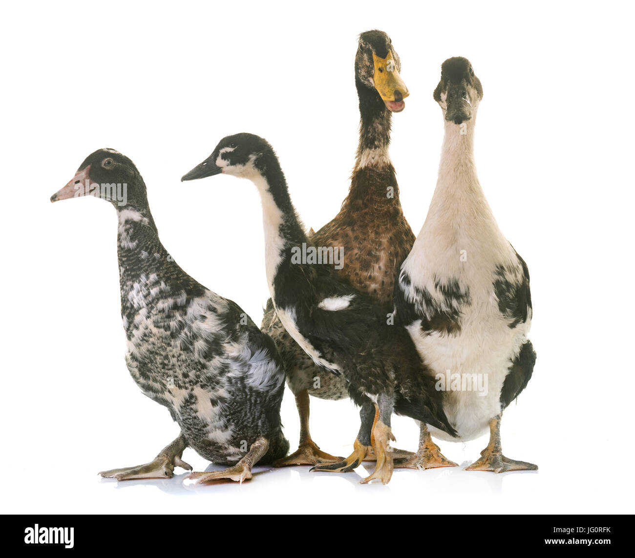 mulard and rouen ducks in front of white background Stock Photo - Alamy