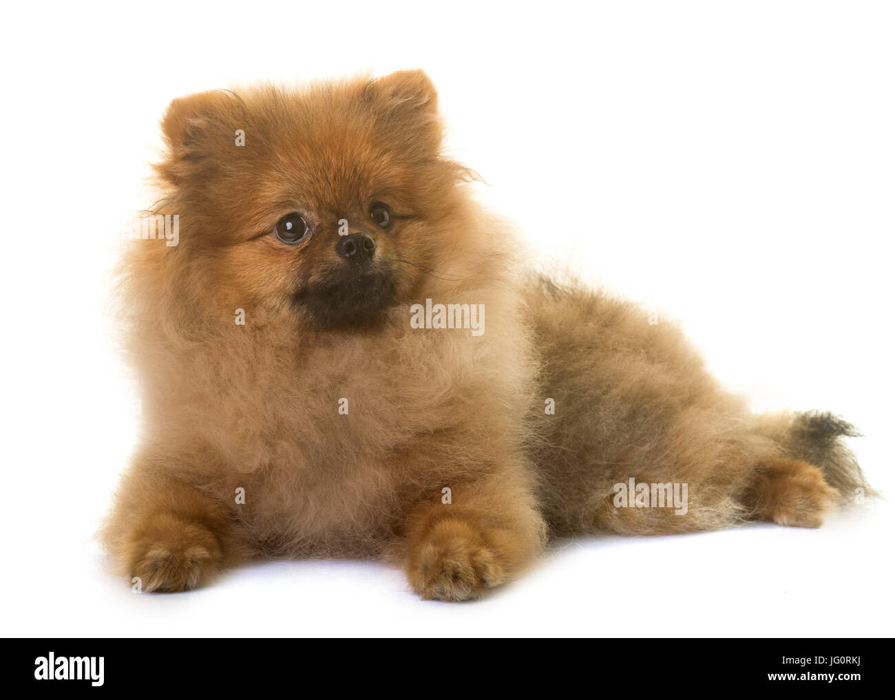 Pomeranian dog in front Cut Out Stock Images & Pictures - Alamy