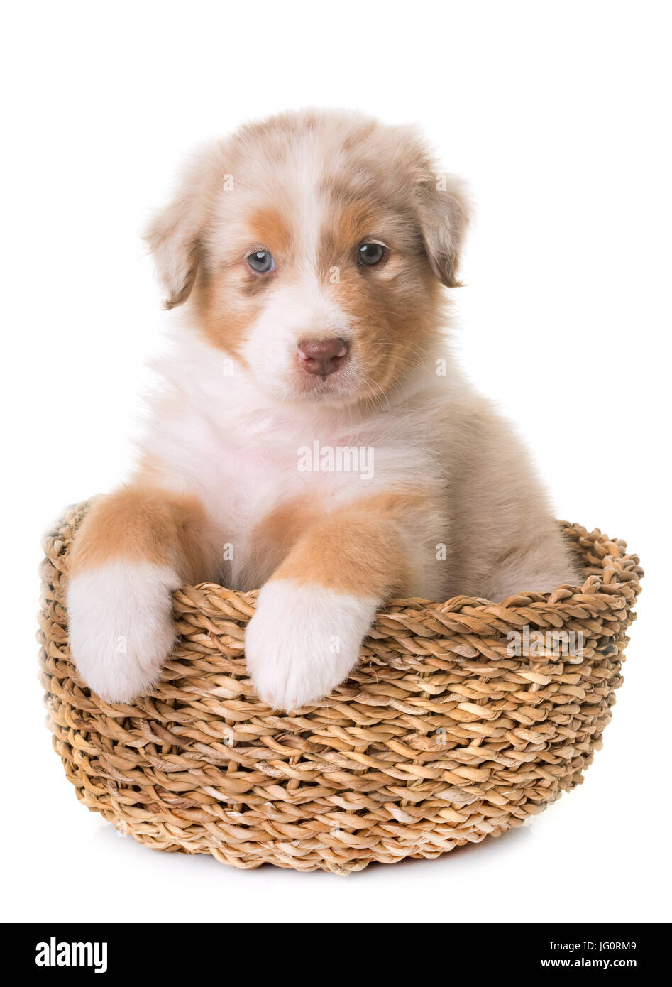 australian shepherd dog in front of white background Stock Photo - Alamy
