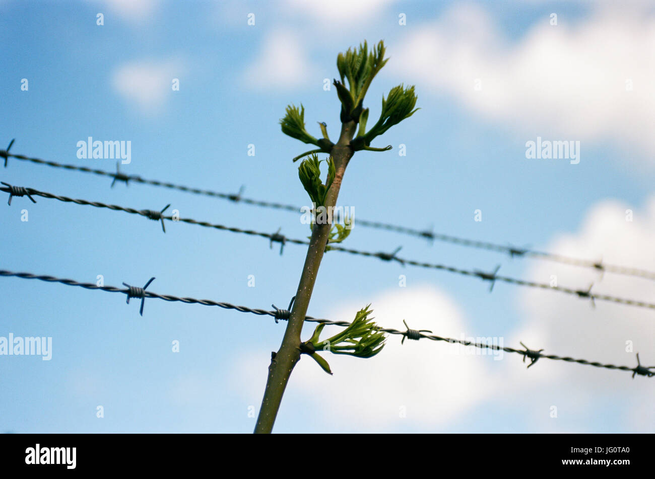 Barbed Wire Through Tree High Resolution Stock Photography and Images ...