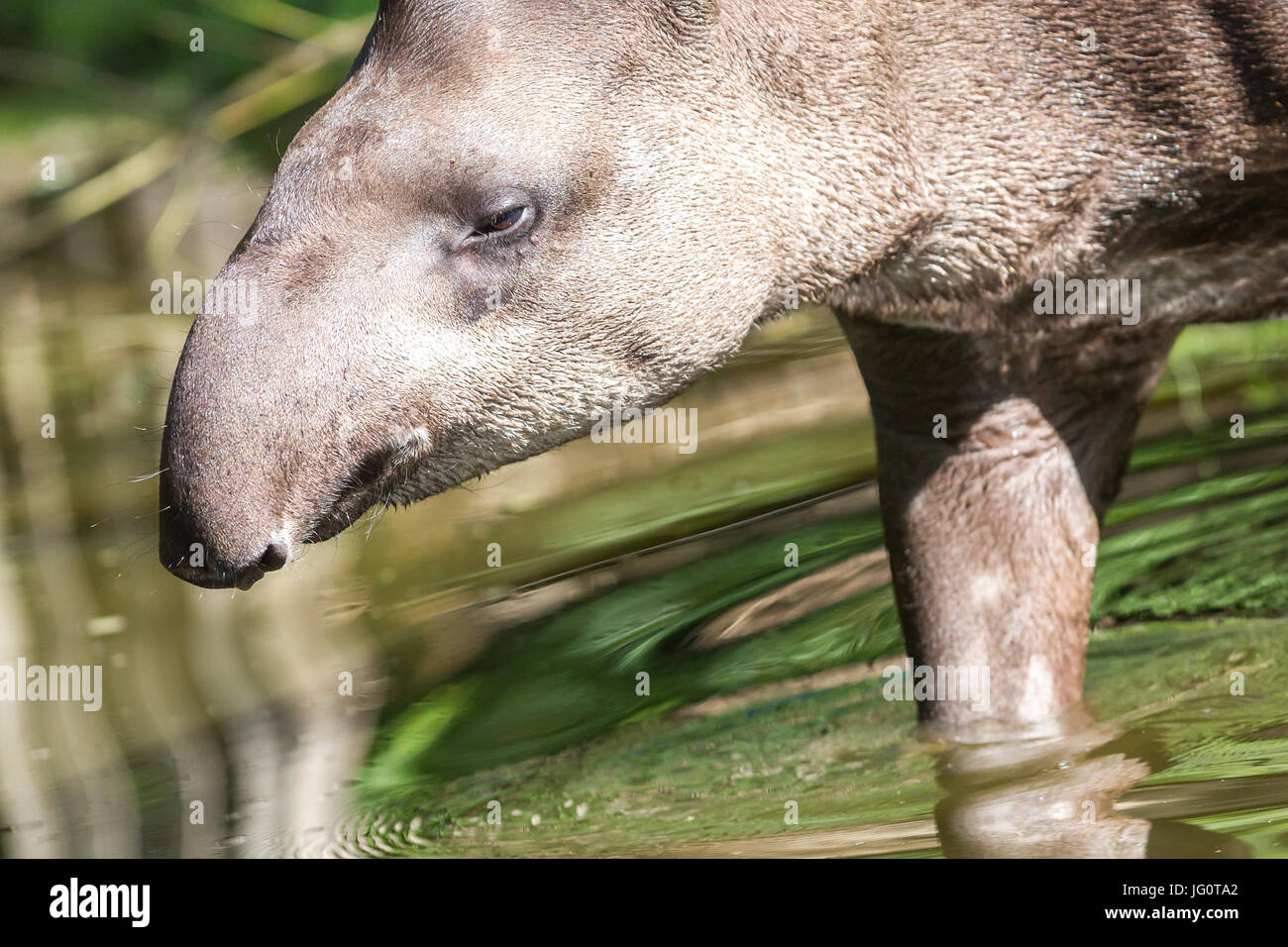 Profile portrait of south American tapir (Tapirus terrestris) in the ...