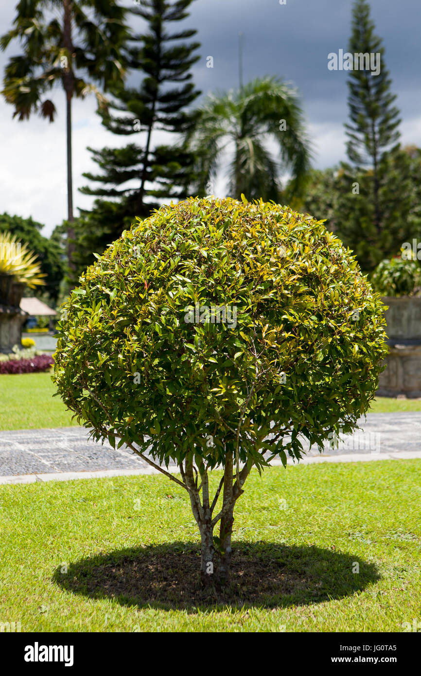 Ball bushes hi-res stock photography and images - Alamy