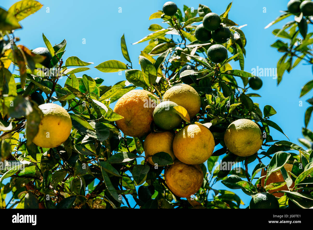 Green And Ripe Oranges In Orange Tree Stock Photo - Alamy
