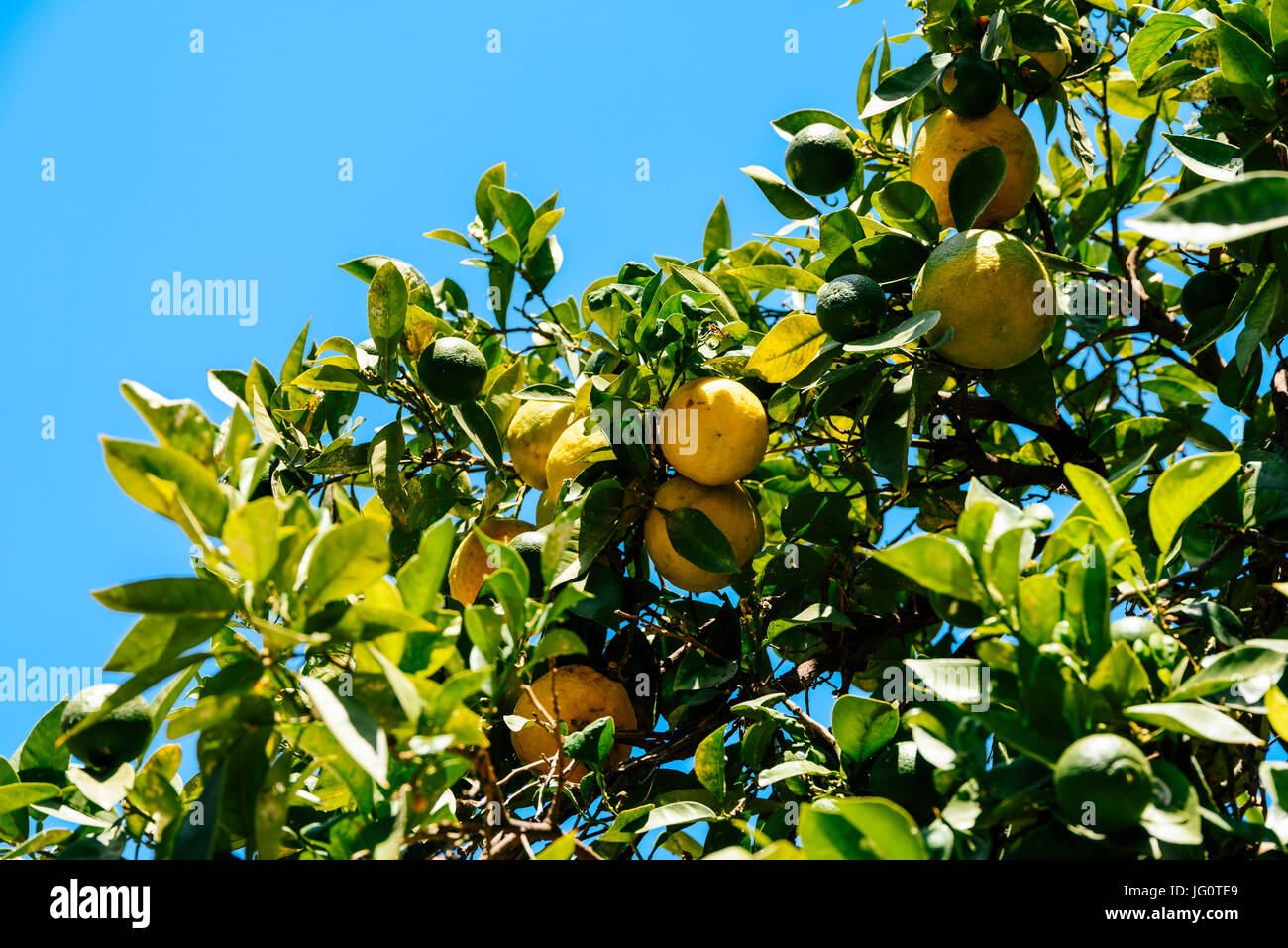 Green And Ripe Oranges In Orange Tree Stock Photo - Alamy