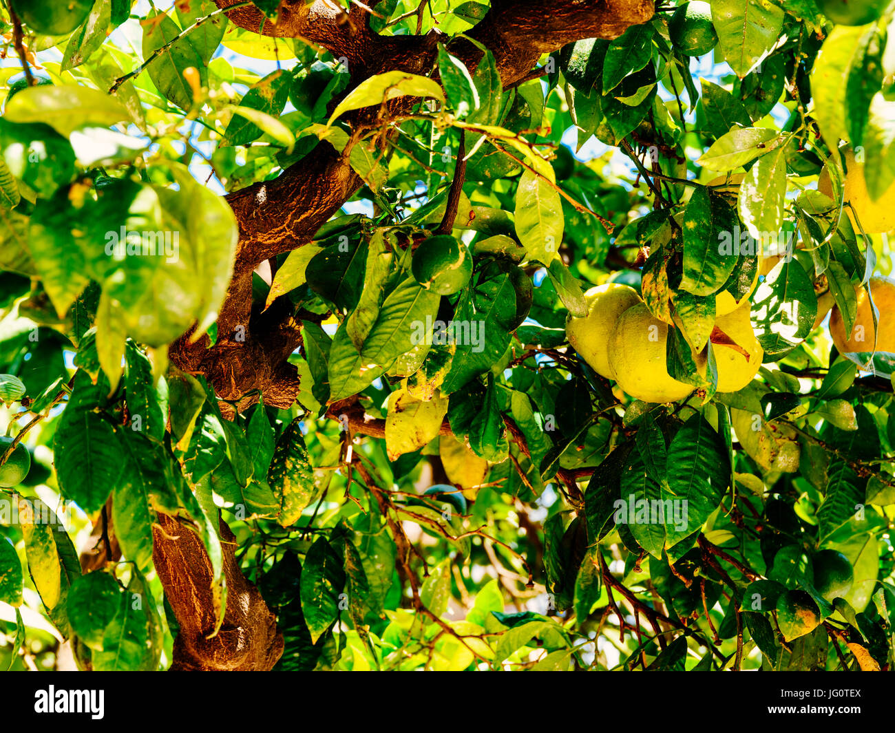 Green And Ripe Oranges In Orange Tree Stock Photo - Alamy
