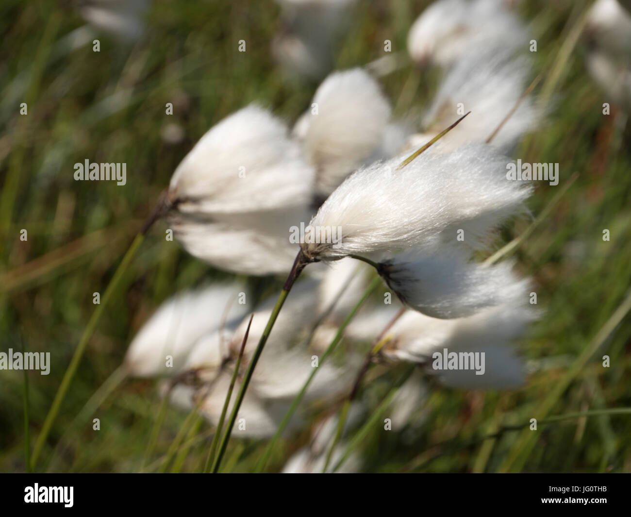 Bog cotton in breeze hi-res stock photography and images - Alamy