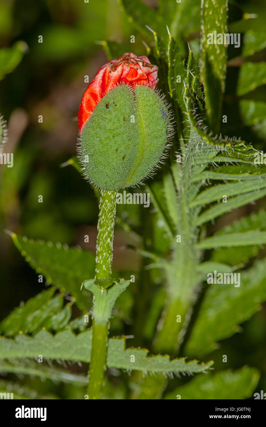 Poppy bud shined with the sun in a garden Stock Photo - Alamy