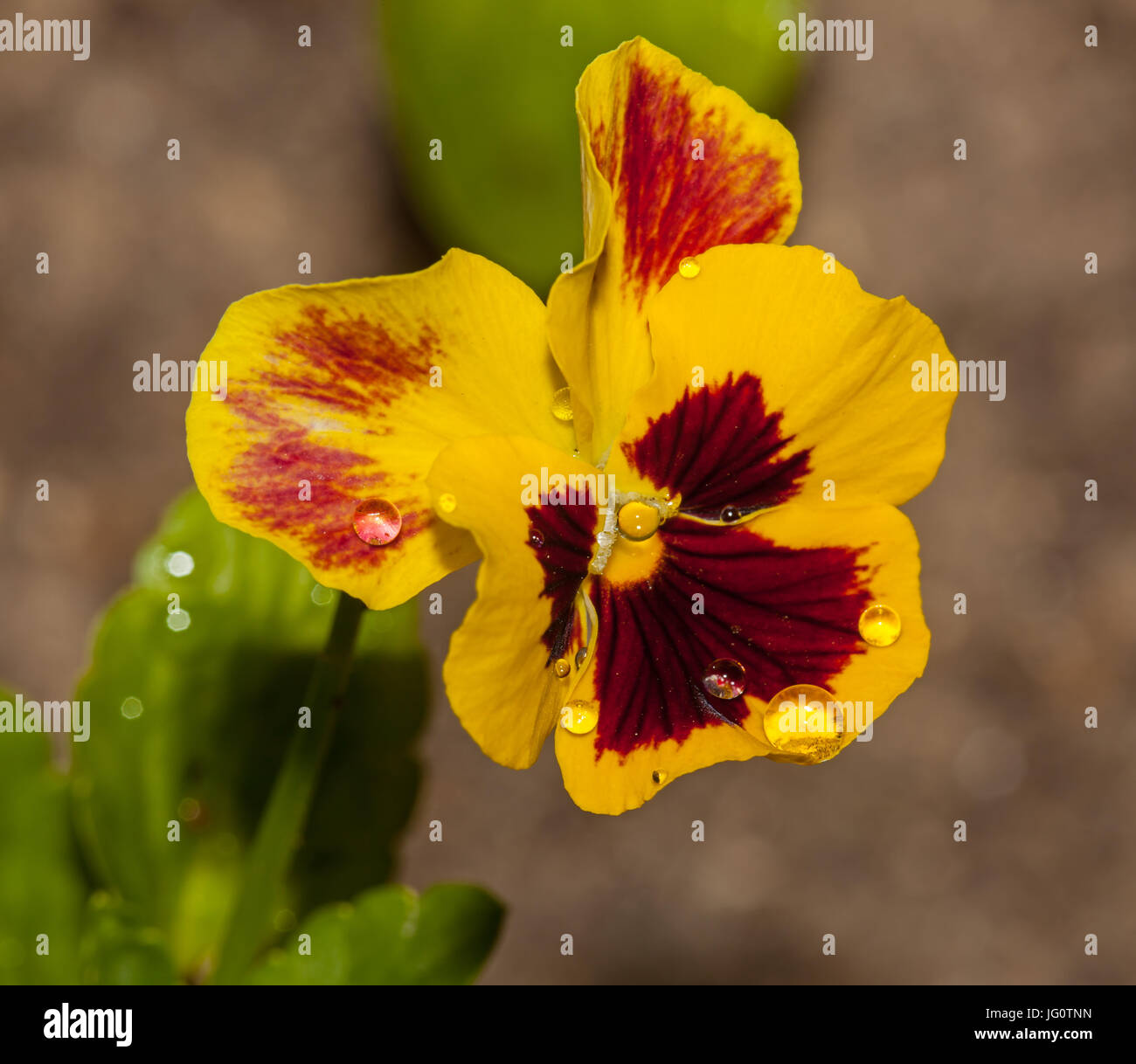 Yellow and violet flowers hi-res stock photography and images - Alamy