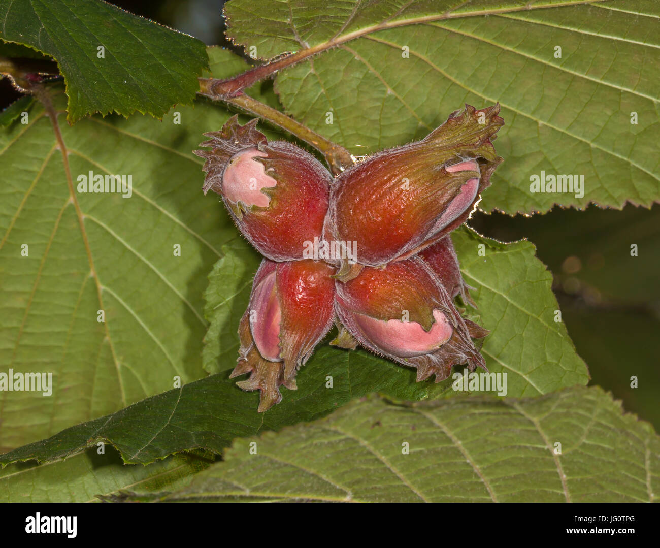 The fruit nut autumn bush Stock Photo - Alamy