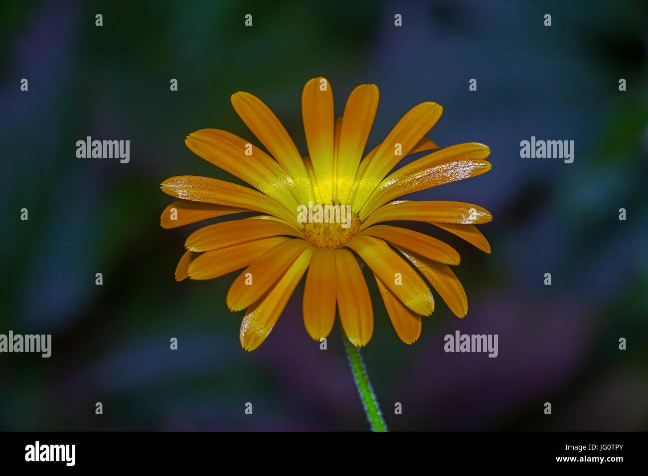 Yellow calendula flower in the garden in summer Stock Photo - Alamy
