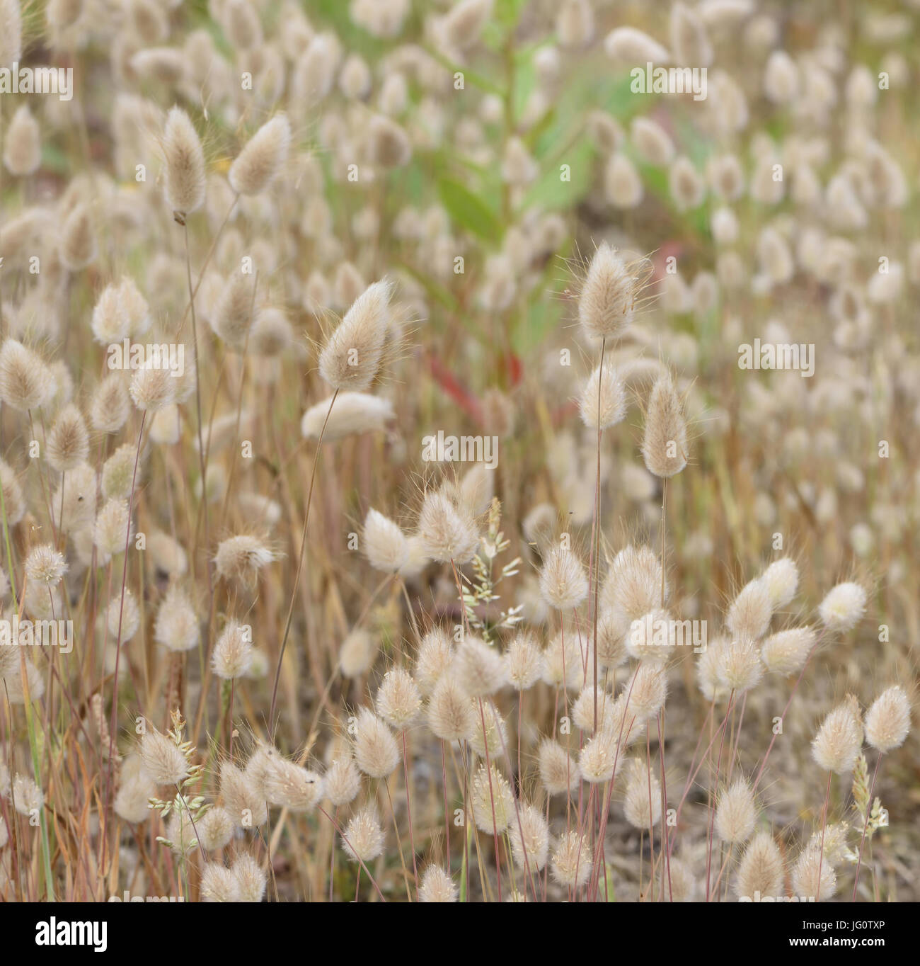 Annual rabbits foot grass hi-res stock photography and images - Alamy