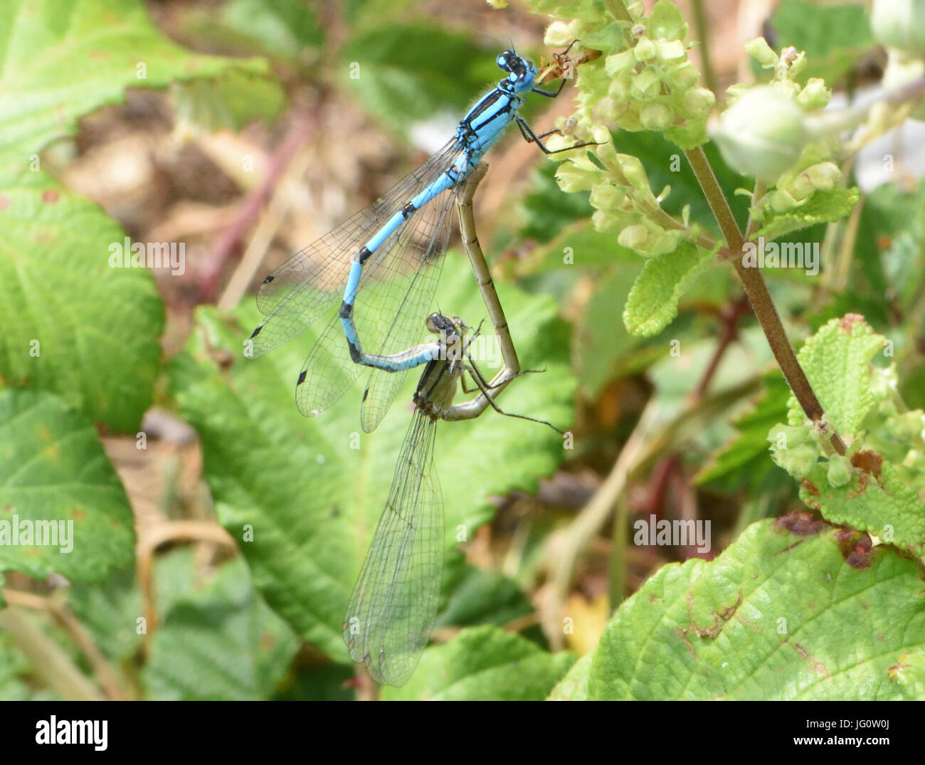 Mating common blue damselflies (Enallagma cyathigerum). Dungeness, Kent ...
