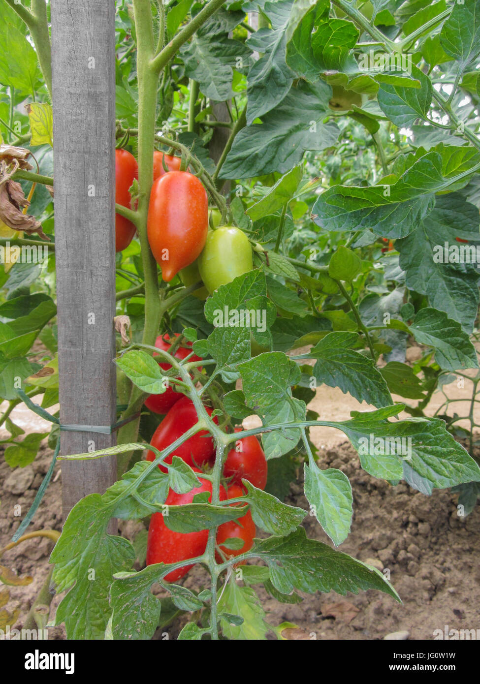 red tomato plants in a home made vegetable garden Stock Photo - Alamy