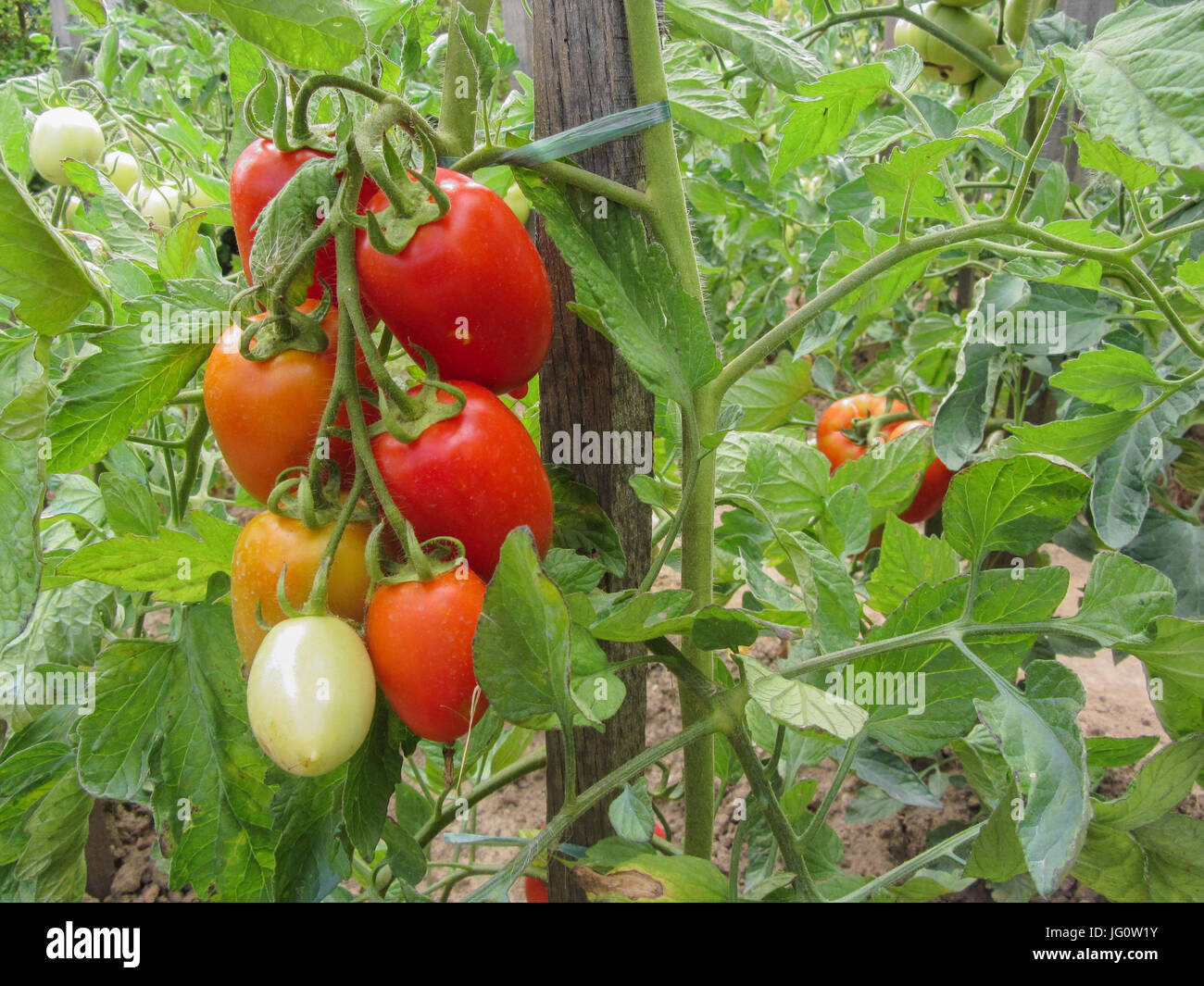 red tomato plants in a home made vegetable garden Stock Photo - Alamy