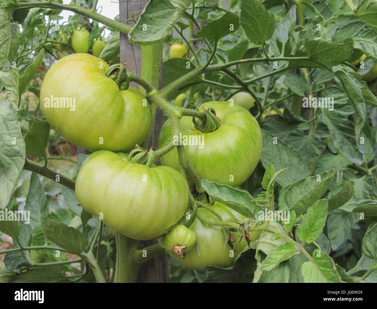 red tomato plants in a home made vegetable garden Stock Photo - Alamy