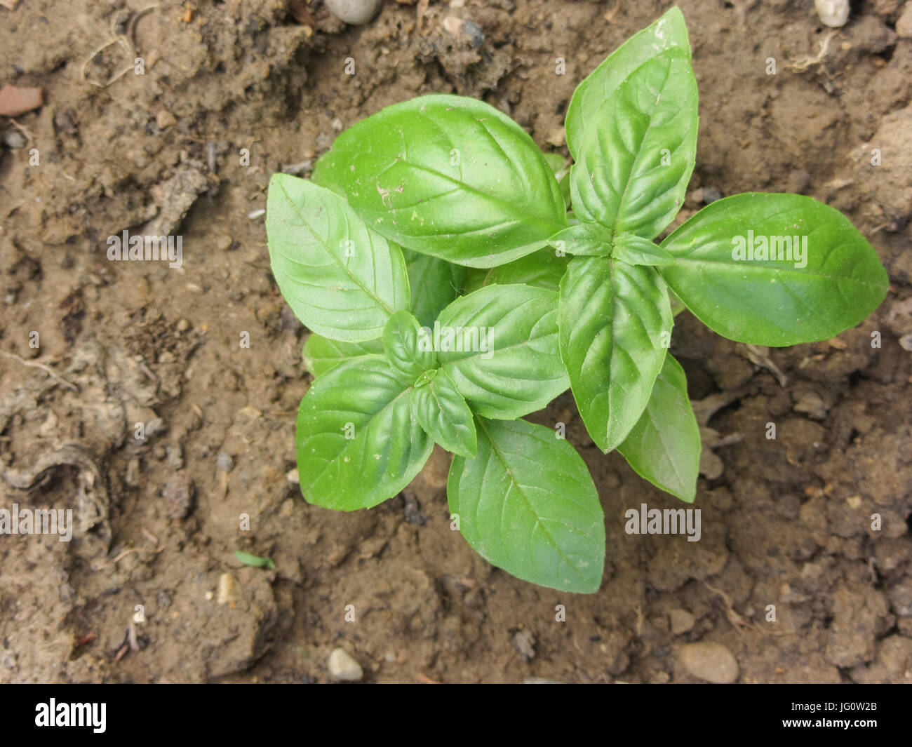 fresh basil plant in a vegetable garden Stock Photo - Alamy
