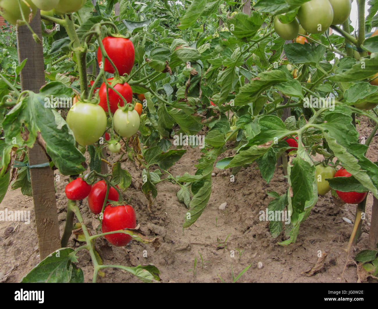 red tomato plants in a home made vegetable garden Stock Photo - Alamy