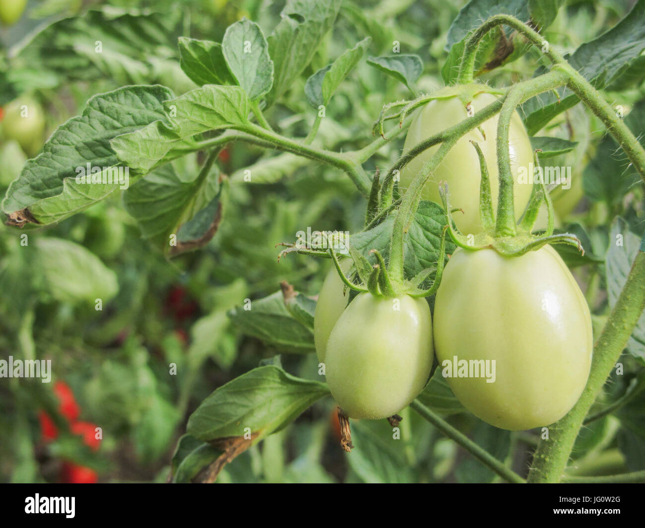 red tomato plants in a home made vegetable garden Stock Photo - Alamy