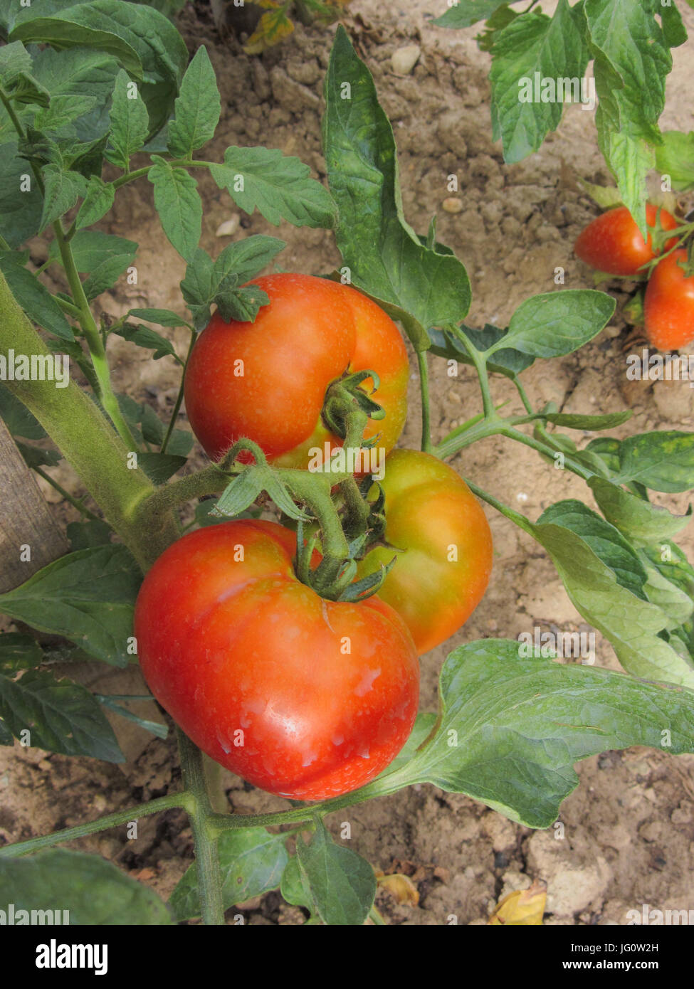 red tomato plants in a home made vegetable garden Stock Photo - Alamy