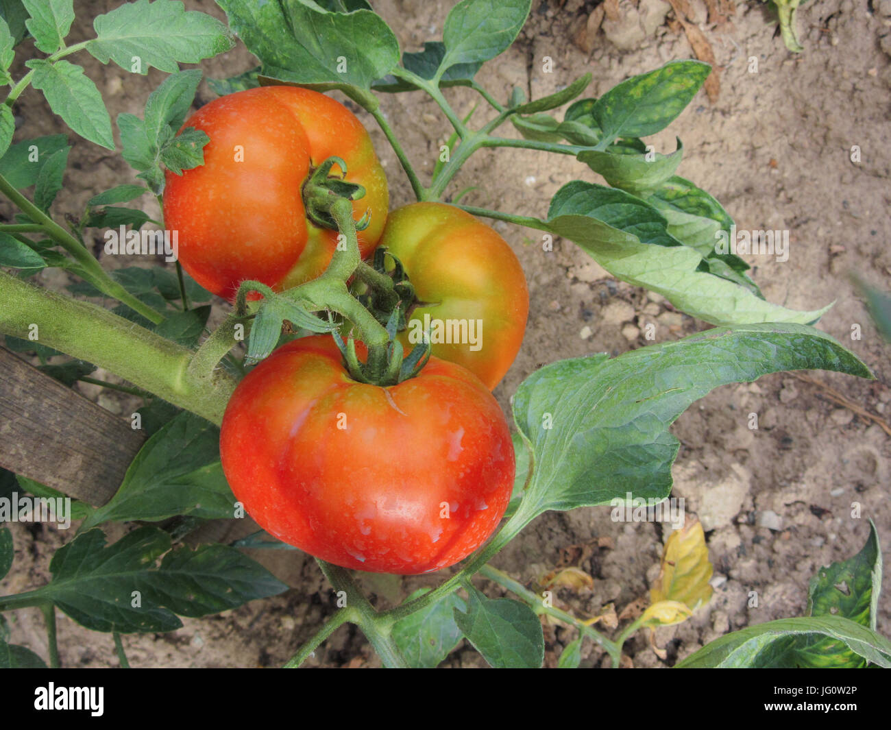 red tomato plants in a home made vegetable garden Stock Photo - Alamy