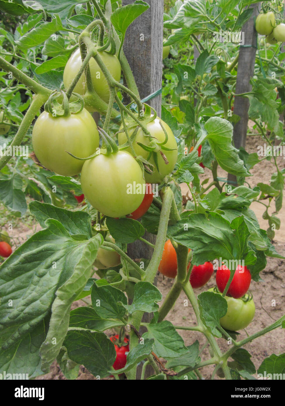 red tomato plants in a home made vegetable garden Stock Photo - Alamy