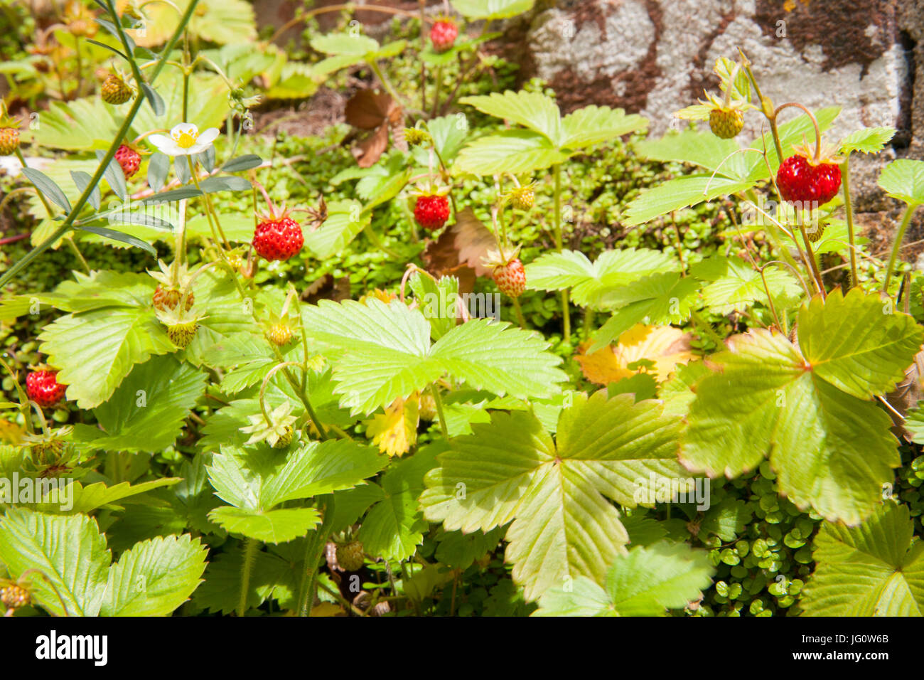 Wild strawberries hi-res stock photography and images - Alamy