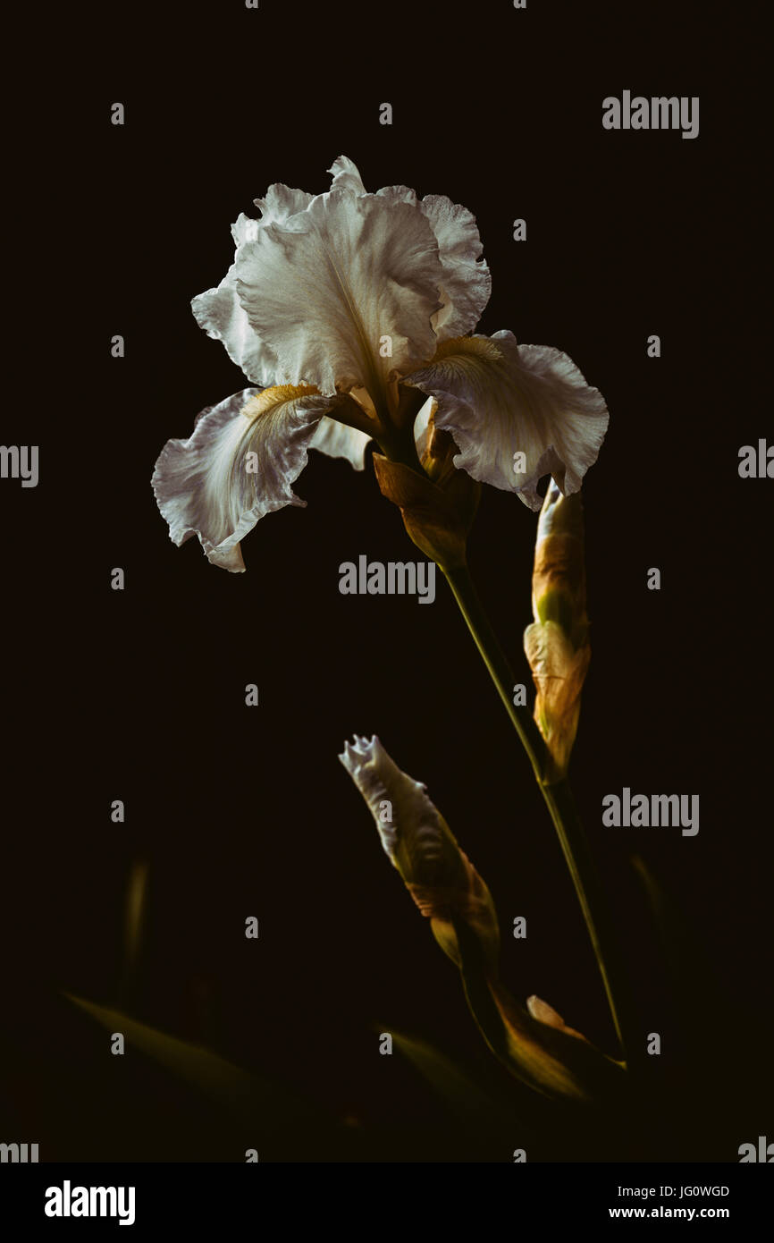 Glorious White Bearded Iris in full bloom Stock Photo - Alamy