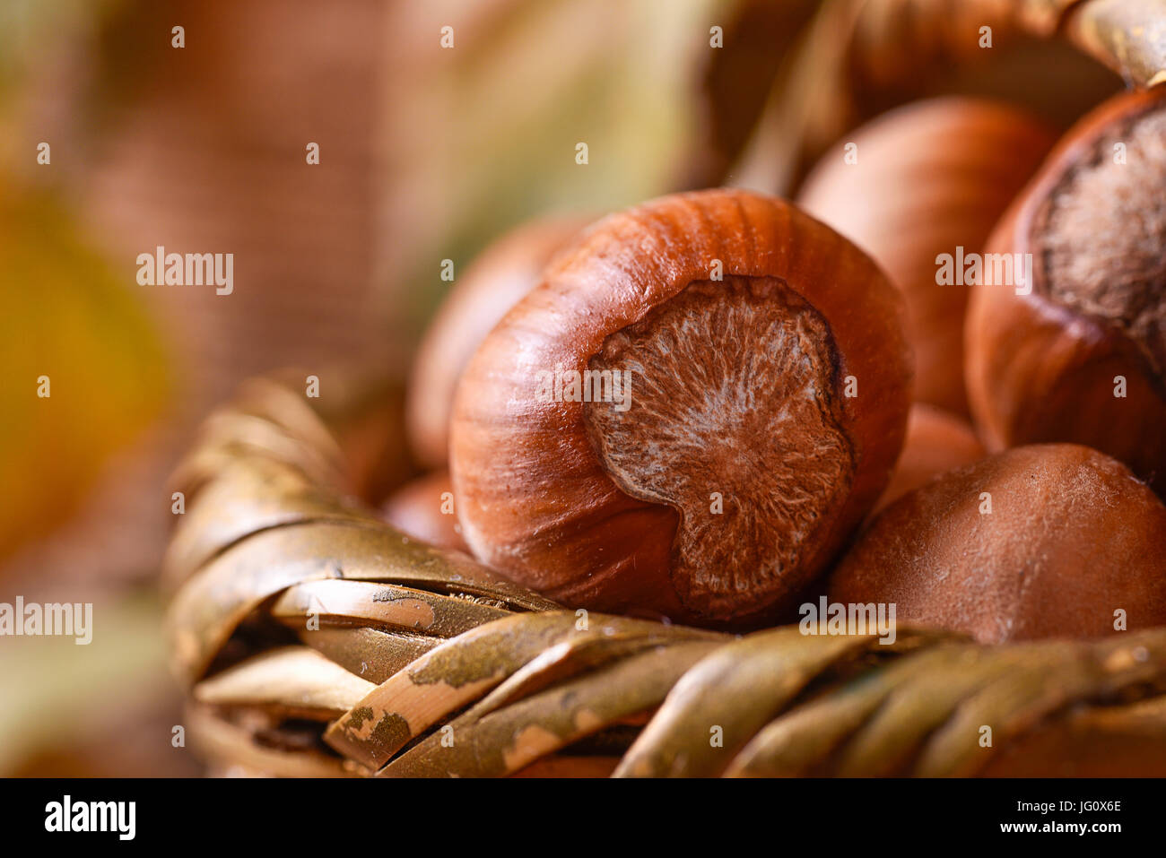Hazelnuts on autumn leaves Stock Photo - Alamy