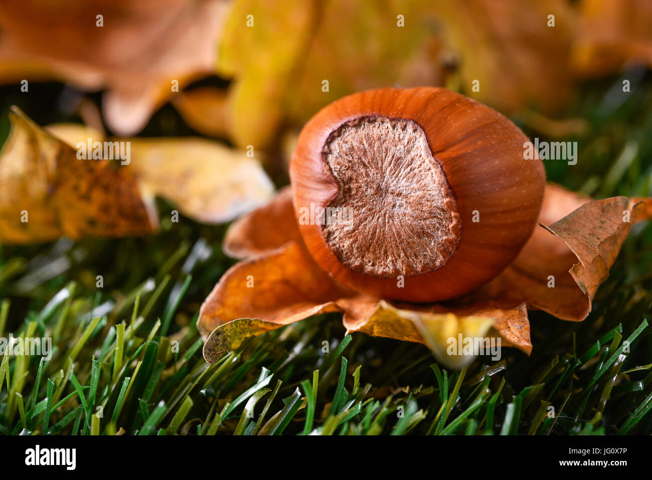 Hazelnuts on autumn leaves Stock Photo - Alamy