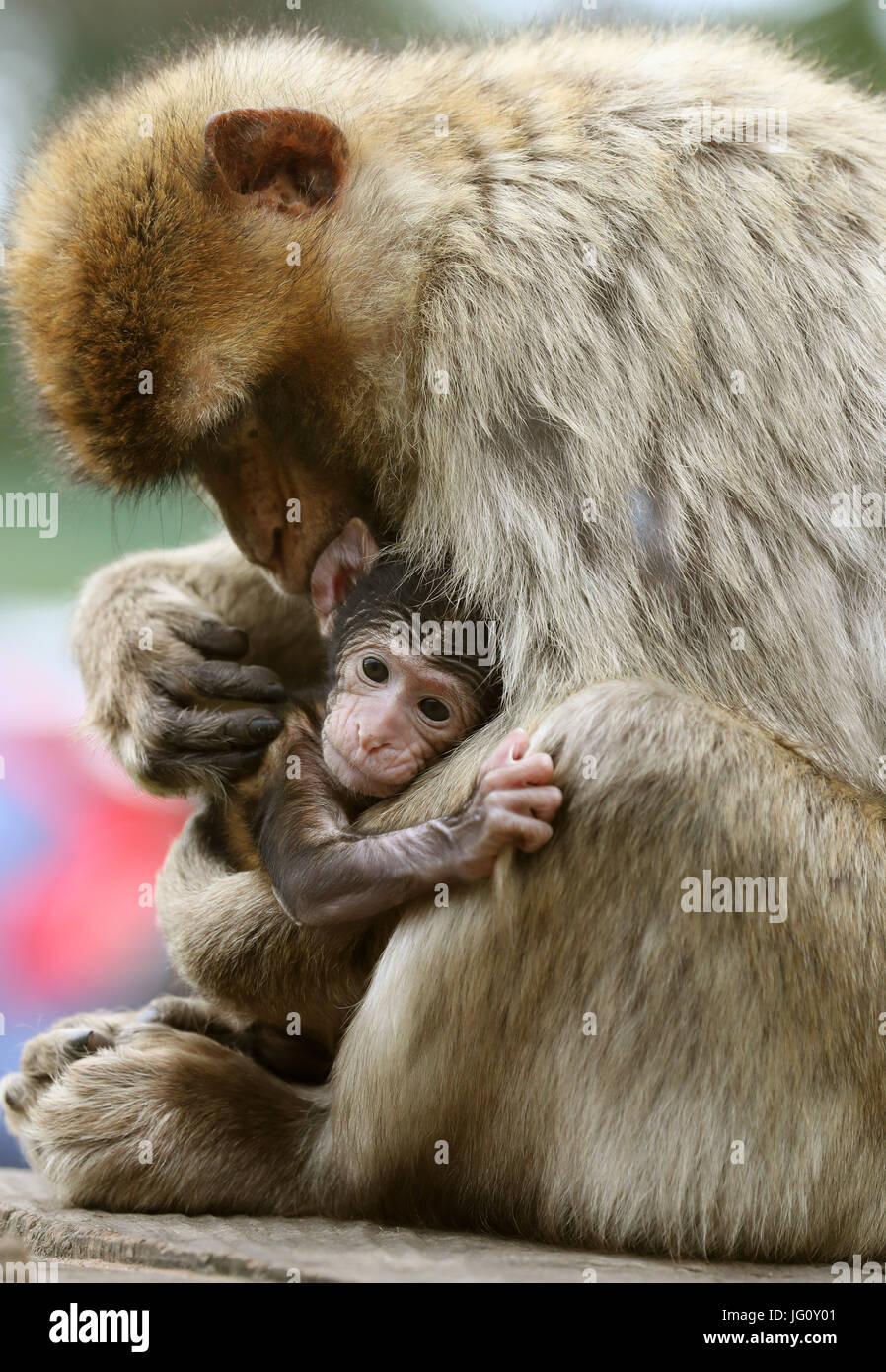 Bute, one of three baby Macaques born recently at Blair Drummond Safari ...