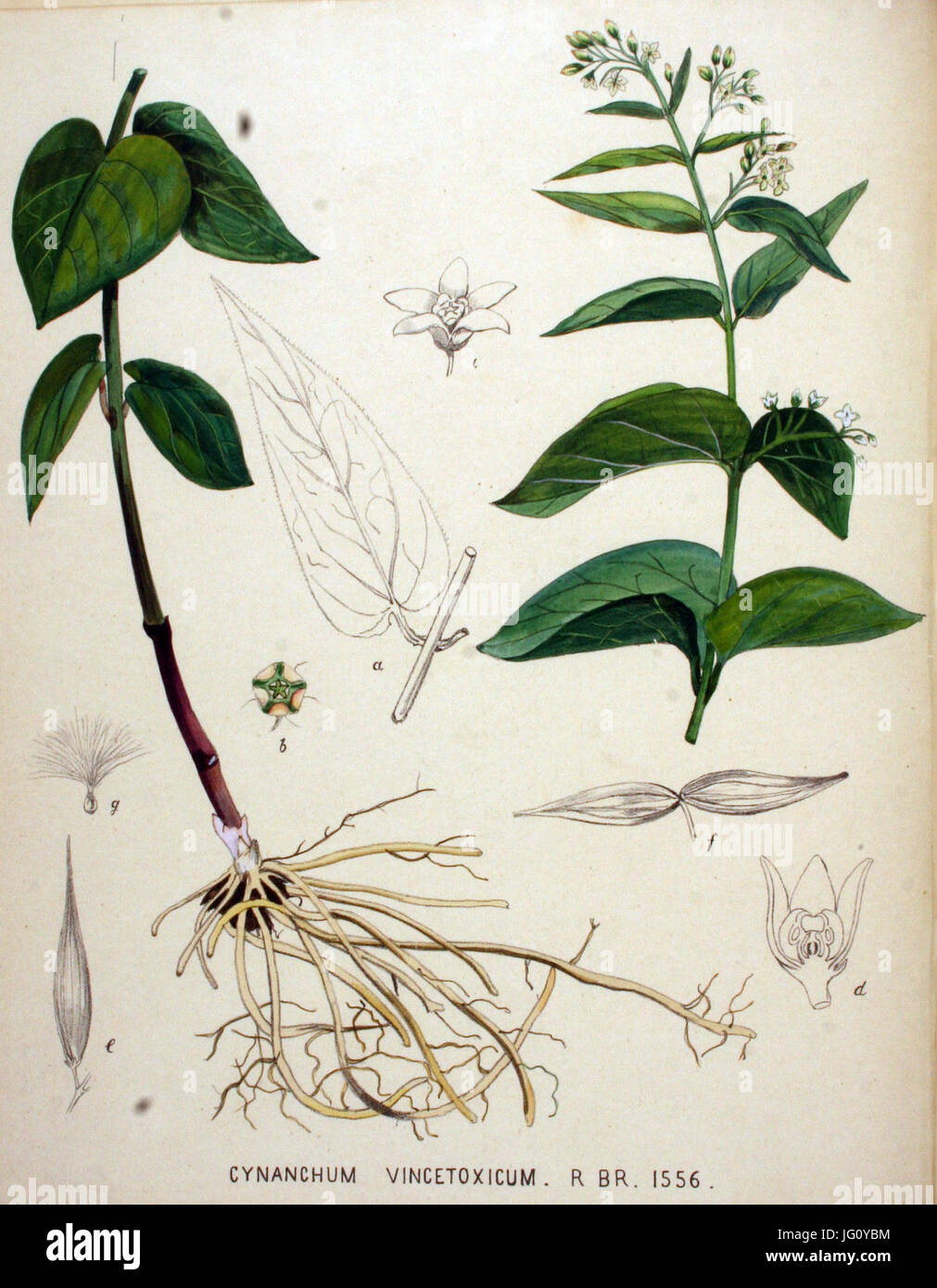 Cynanchum hi-res stock photography and images - Alamy