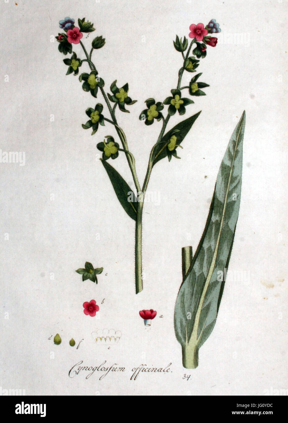 šynoglossum officinale Flora Batava Volume v1 Stock Photo - Alamy