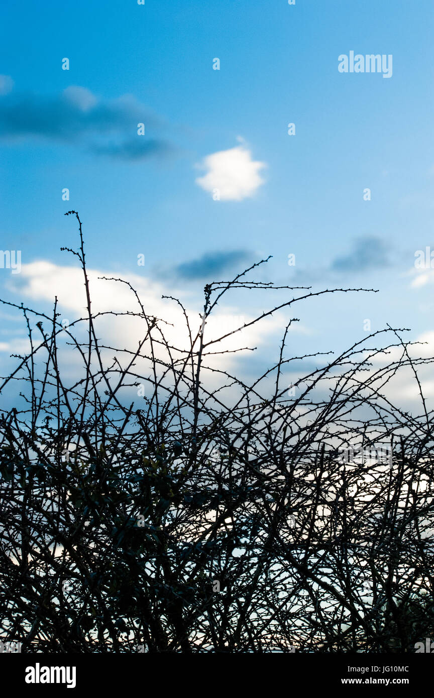 Leafless bush silhouetted against blue sky with white clouds Stock ...