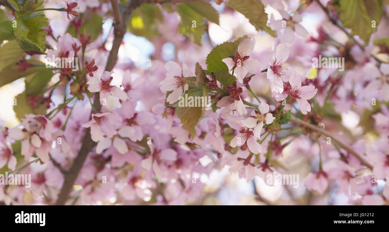 sakura in bloom in sunny spring day, wide photo Stock Photo - Alamy
