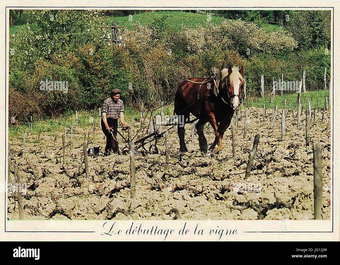 Production de vigne hi-res stock photography and images - Alamy