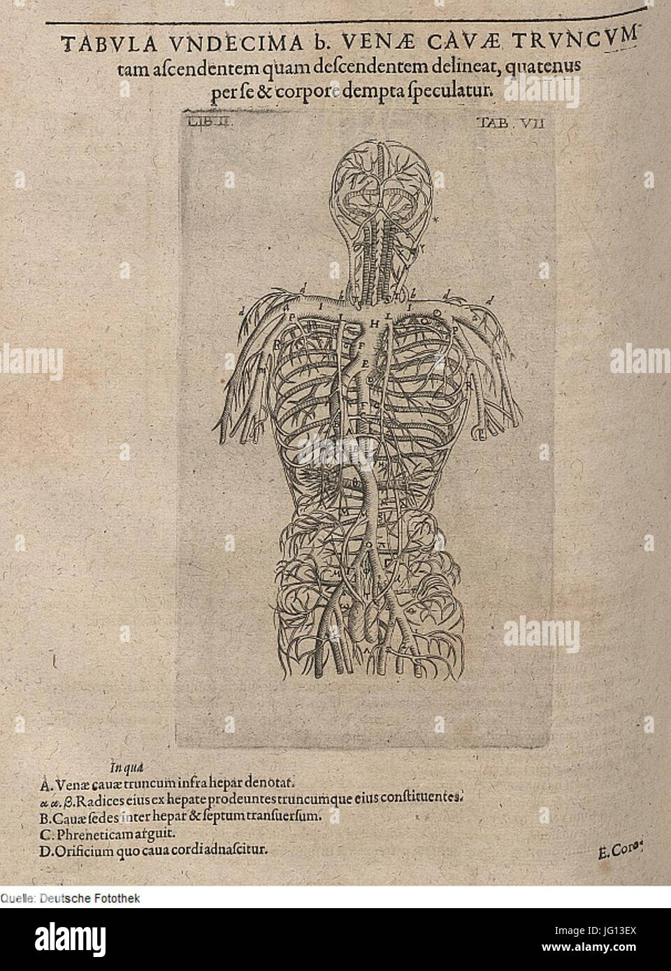 This image is part of a biological and anatomical study from the ...