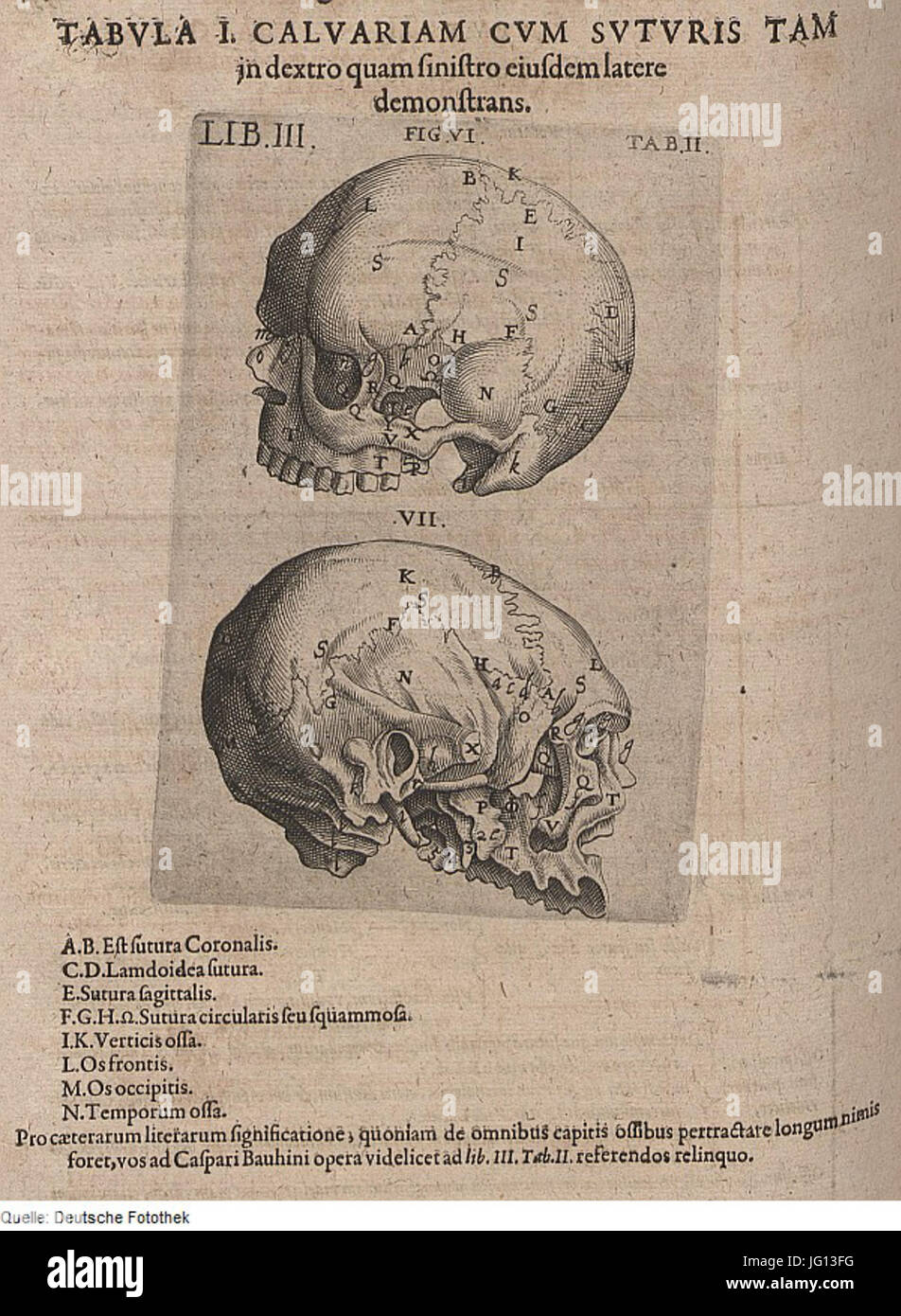 Human body parts organs hi-res stock photography and images - Alamy